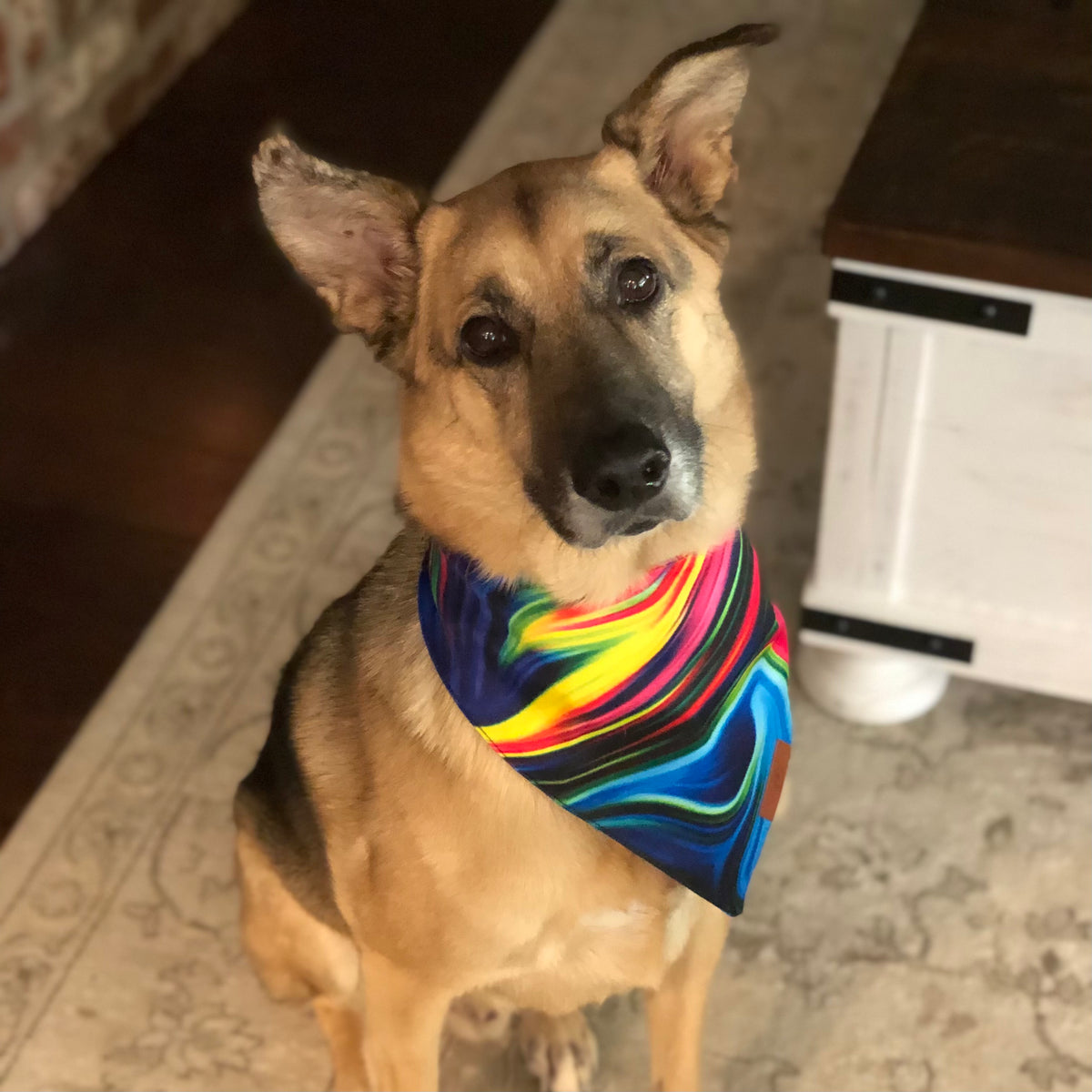 Neon Taffy Fancy Band-Anas For Pets – Fancy Bands